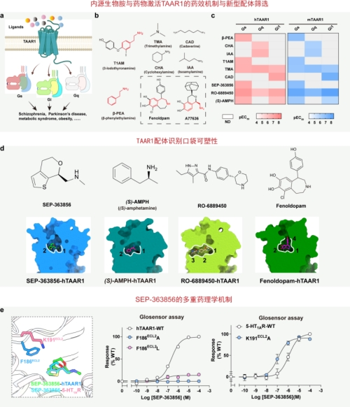 Zhenhua Shao/Wei Yan Team Published an Article in Nature Revealing the ...