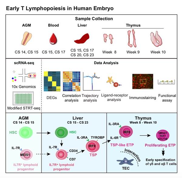 State Key Laboratory of Biotherapy: Professor Hongbo Hu publishes in ...