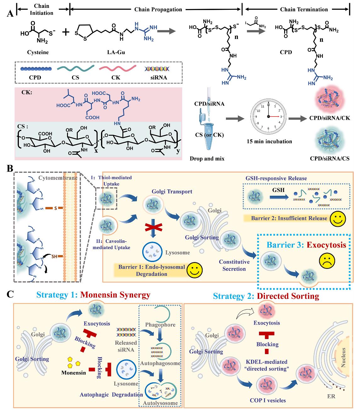 Prof.He Qin’s Team Achieves Significant Progress in High-Efficient ...