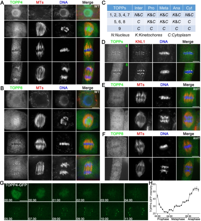 Science Advances| Lin Honghui/Deng Xingguang’s Team Reveals Mechanisms ...