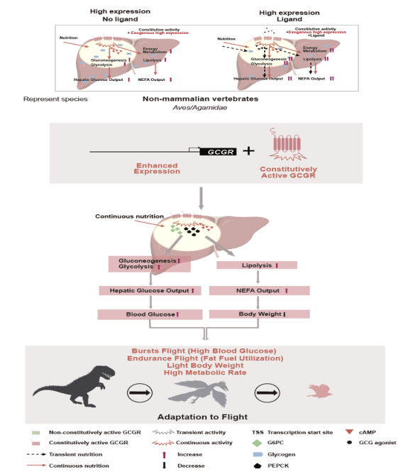 Nature | Deng Cheng’s Team Reveals the Role of Constitutively Active ...