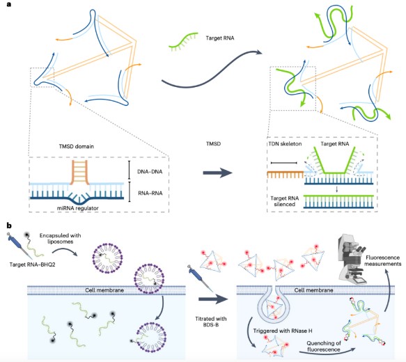 Researchers from West China School of Stomatology Fabricate a ...