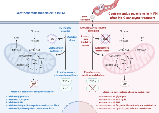 Meng Gong and Tao Li’s Teams Published in Biomaterials An Article on ...