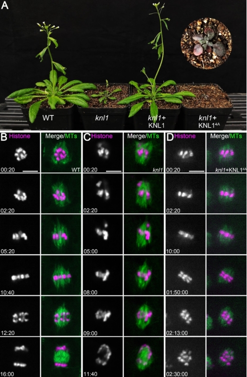 Science Advances| Lin Honghui/Deng Xingguang’s Team Reveals Mechanisms ...