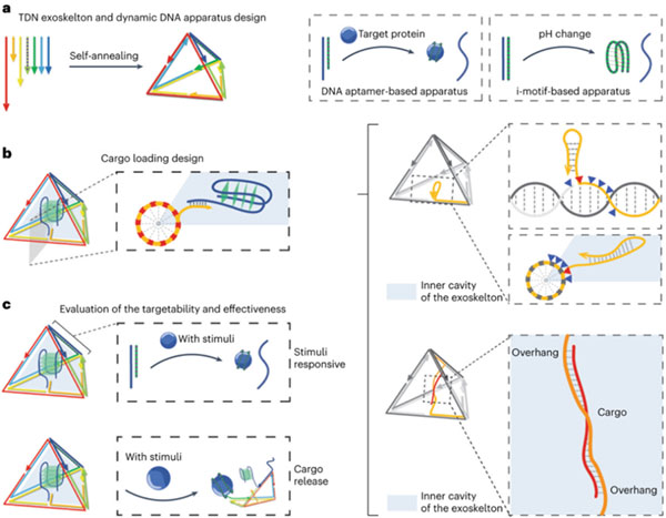 West China School of Stomatology: Yunfeng Lin’s Team Made Significant ...