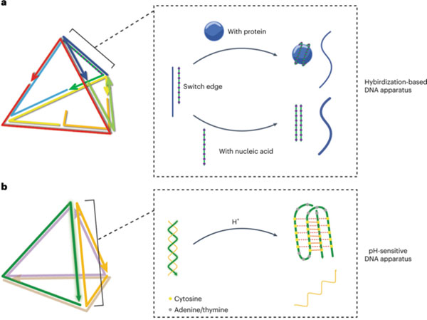 West China School of Stomatology: Yunfeng Lin’s Team Made Significant ...
