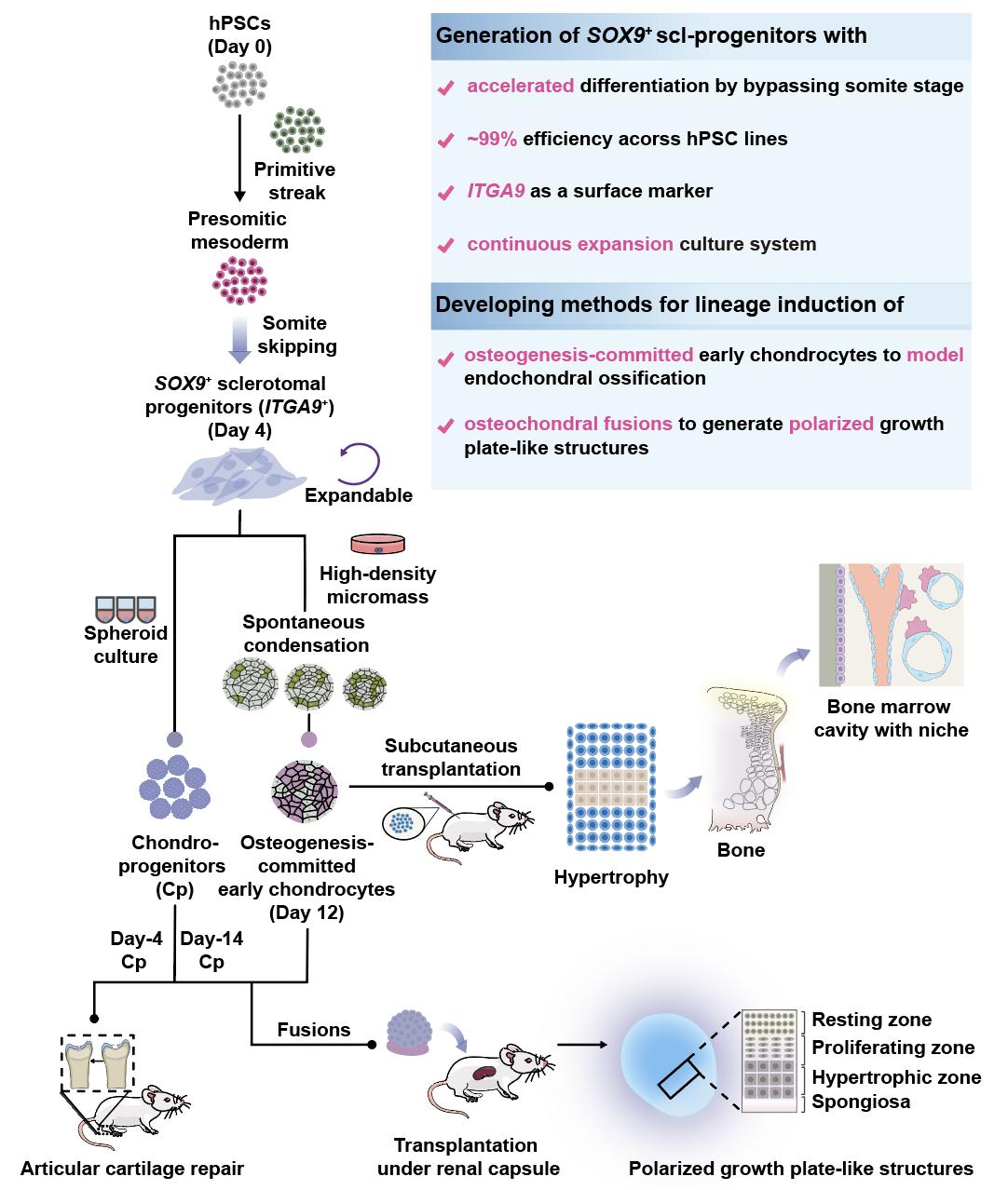 Prof. Li Zhonghan’s Team Establishes hPSC-Derived Differentiation ...