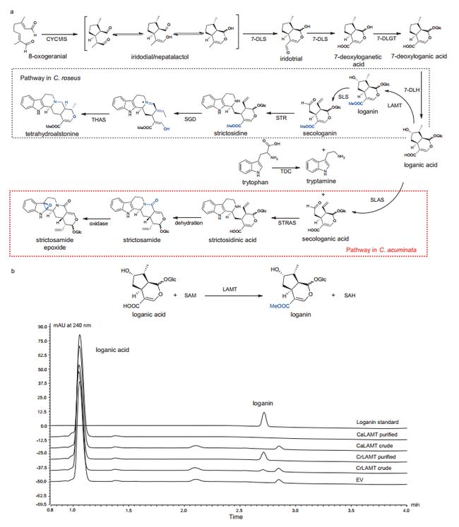 College of Life Sciences: Jianquan Liu’s Team Has Revealed the ...