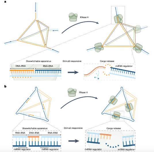 Researchers from West China School of Stomatology Fabricate a ...