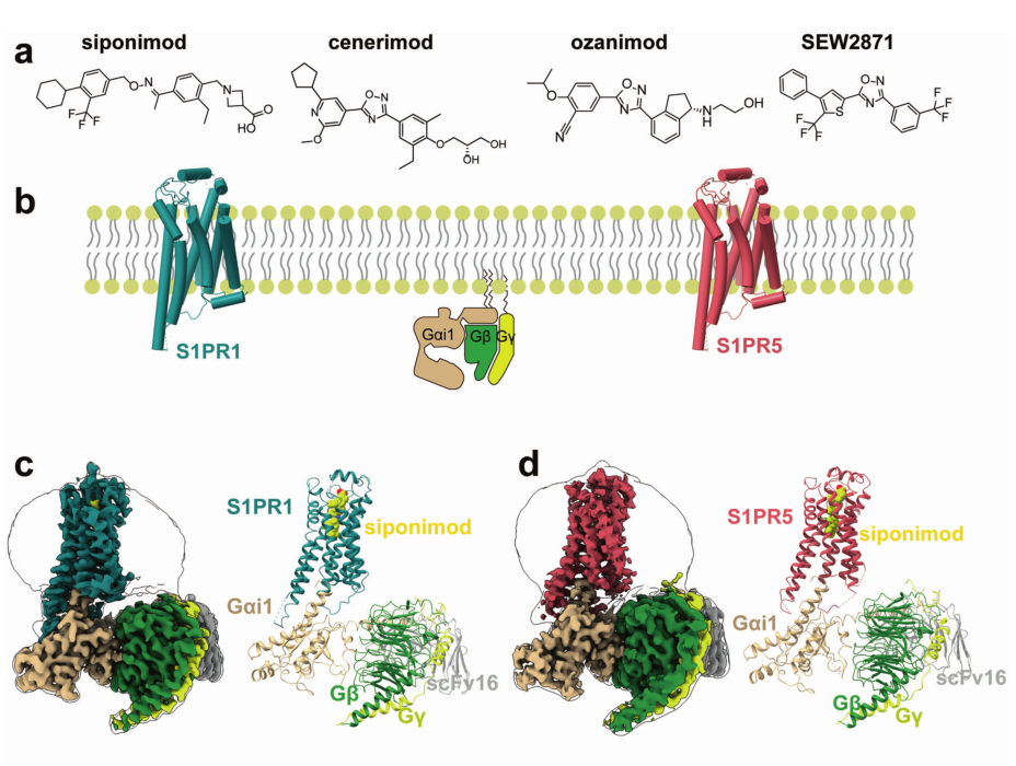Zhenhua Shao-Wei Yan Research Team Has Revealed the Pharmacological ...