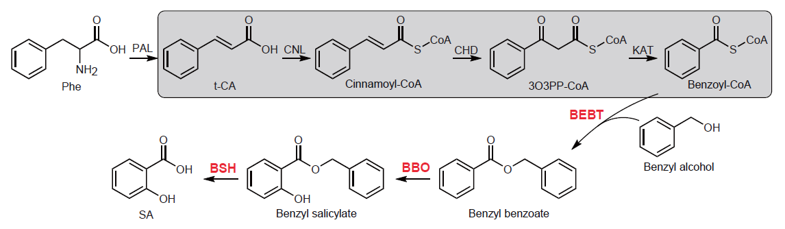 Nature | Zhang Yuelin’s Team Reveals the Complete Biosynthetic ...