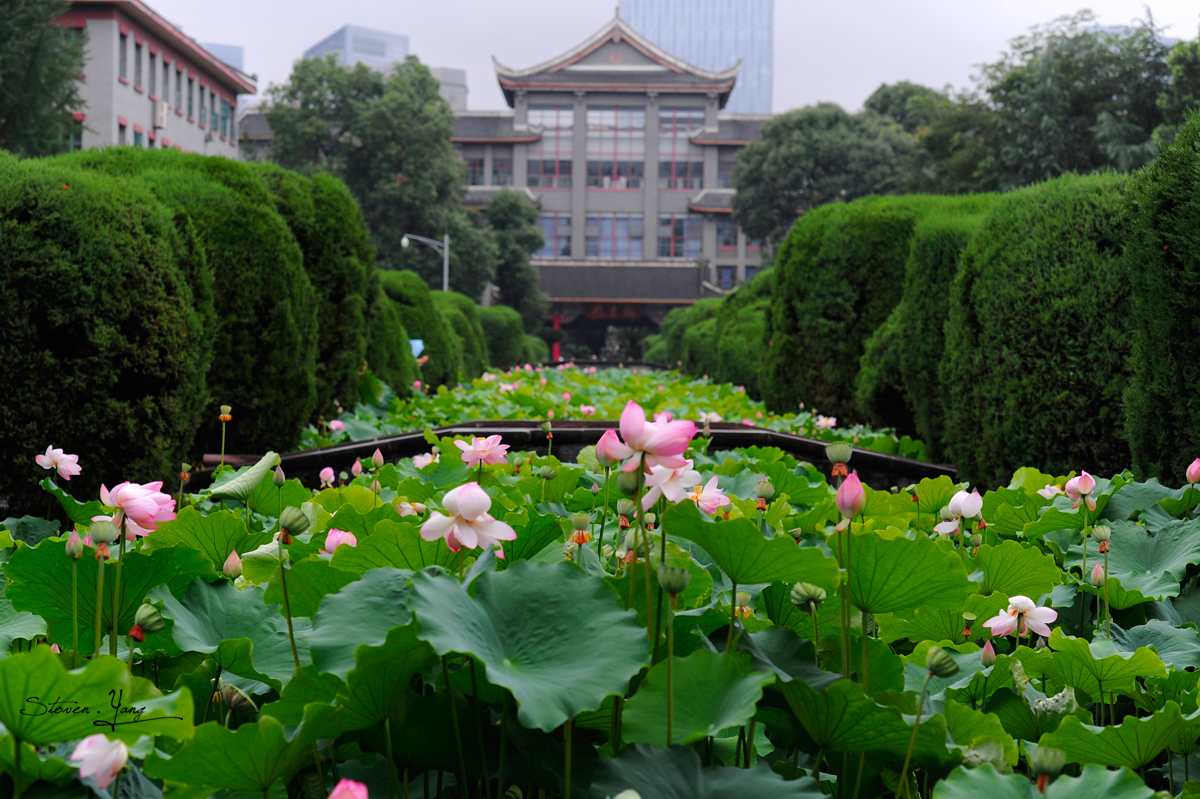Campus view-Sichuan University